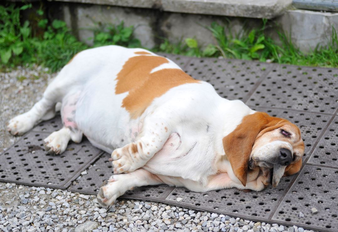 Should You Be Fat Shaming Your Dog Insider Envy Should You Be Fat Shaming Your Dog Insider Envy